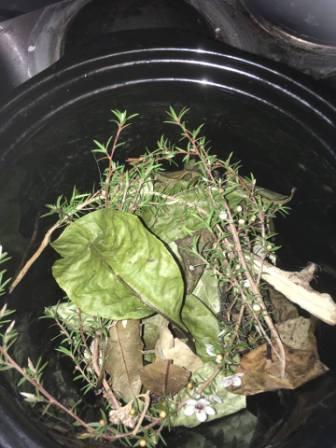 NZ Native Plant products, Rongoa | Medicine Plants NZ - Michelle Sime ...